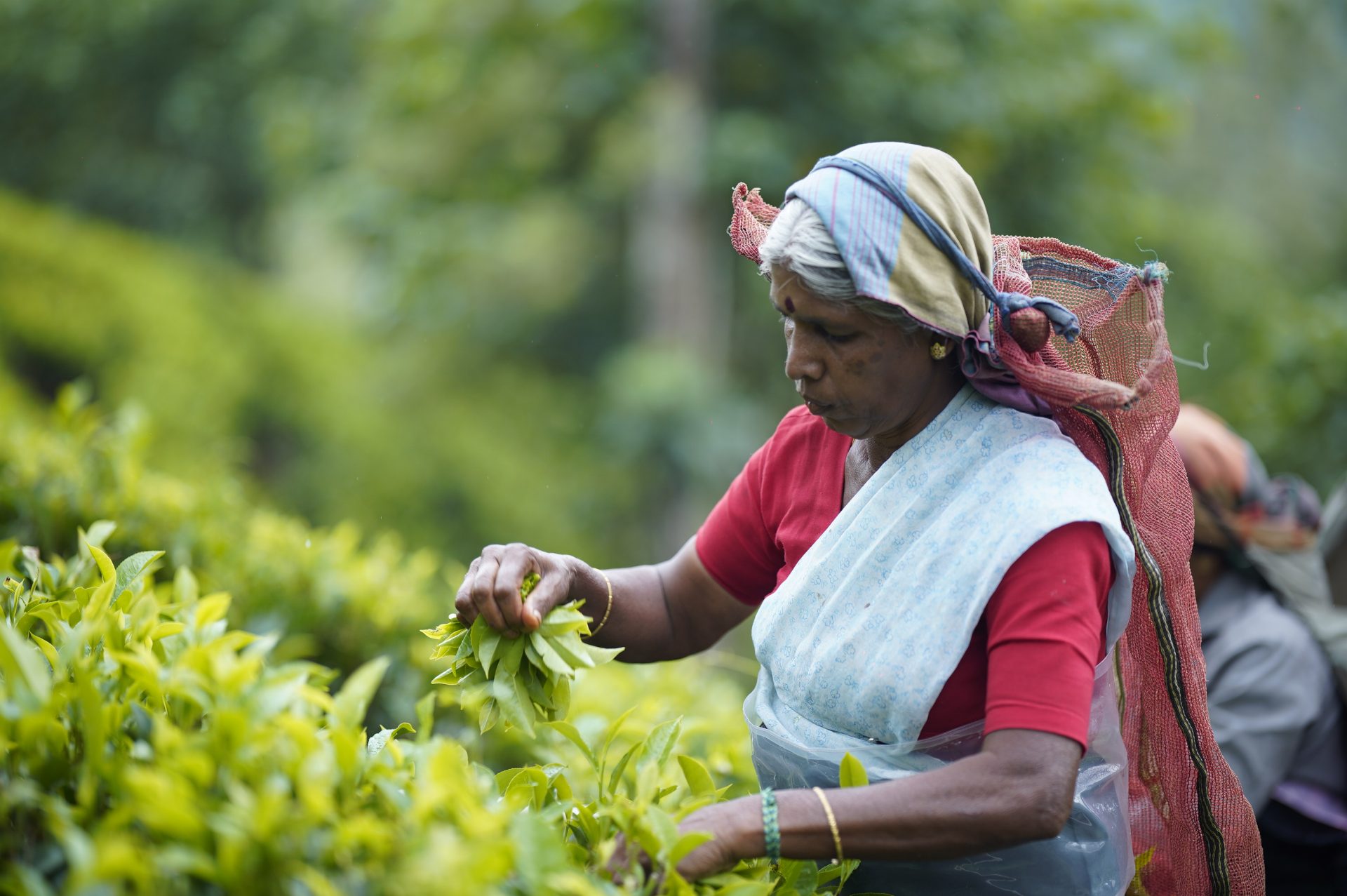 Local Partner Spotlight : The Tea Makers of London - SnackMagic Blog